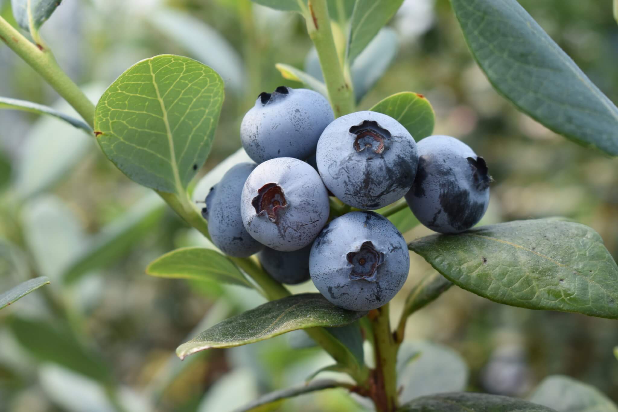 Florida Blueberry Season is Here - Wish Farms