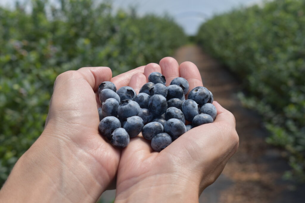 The 3 Biggest Berry Mistakes that you're Making Right Now - Wish Farms