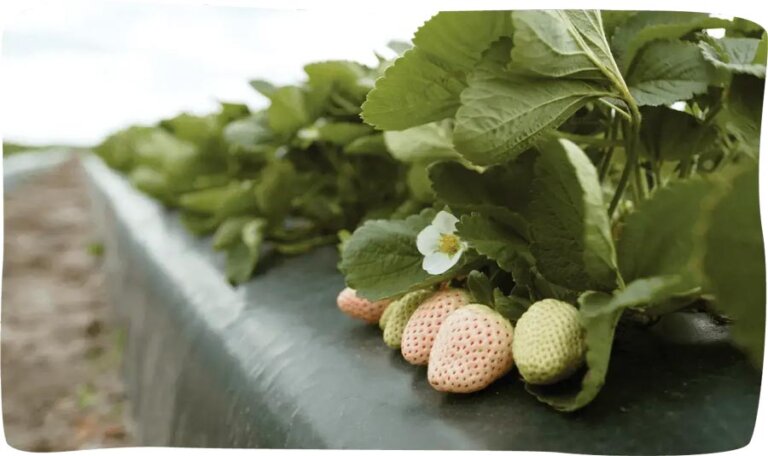 Growing Pineberries in FL & CA | Wish Farms Pink-A-Boo® Pineberries